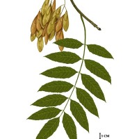 Jesion wyniosły / Poziom II