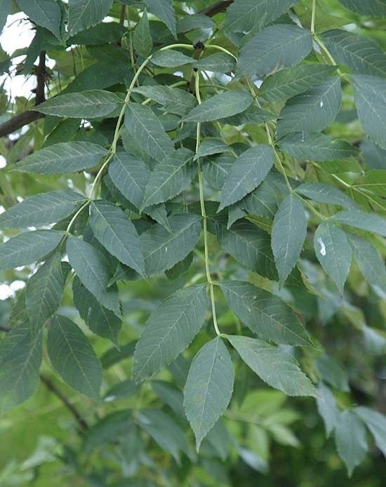 Jesion wyniosły / Poziom III