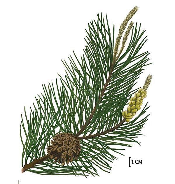 Sosna zwyczajna / Poziom III