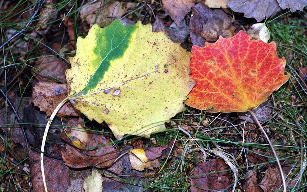 Topola osika / Poziom III