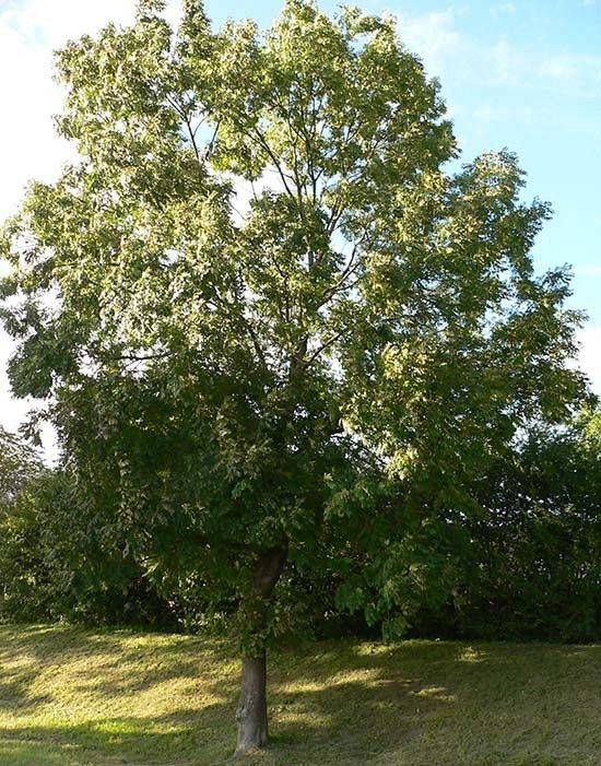 Jesion wyniosły / Poziom III